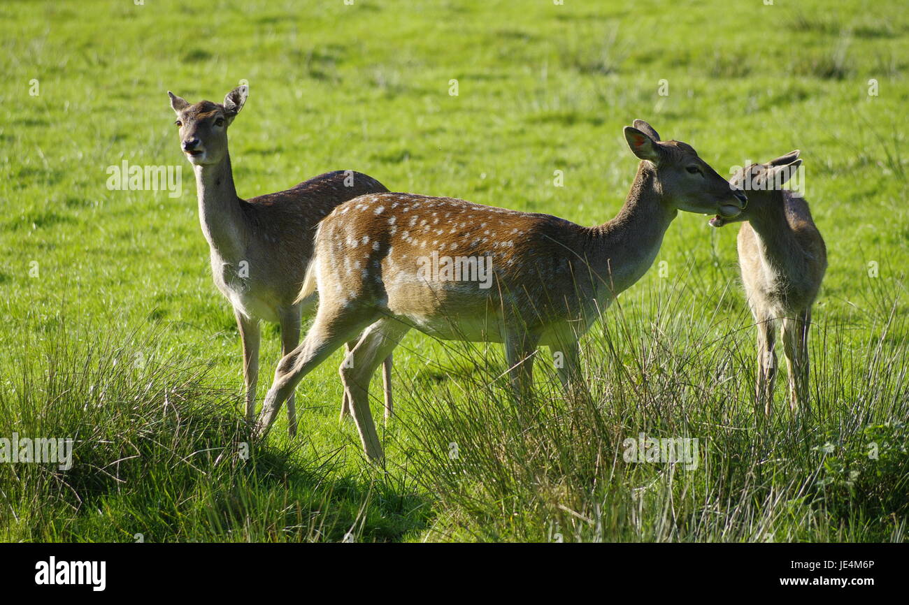 fallow deer close season Stock Photo - Alamy