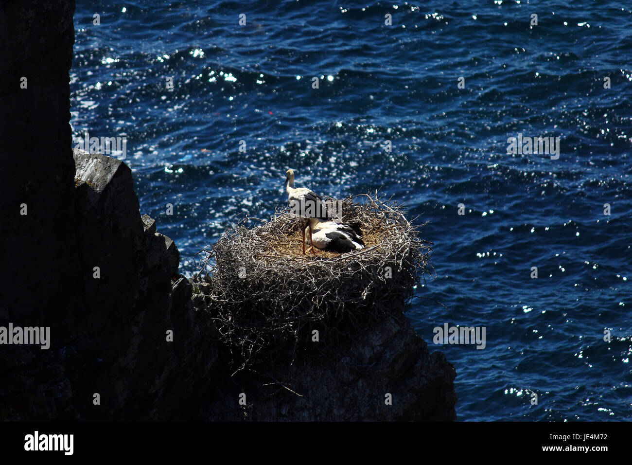 Storks nesting on a rock Stock Photo - Alamy