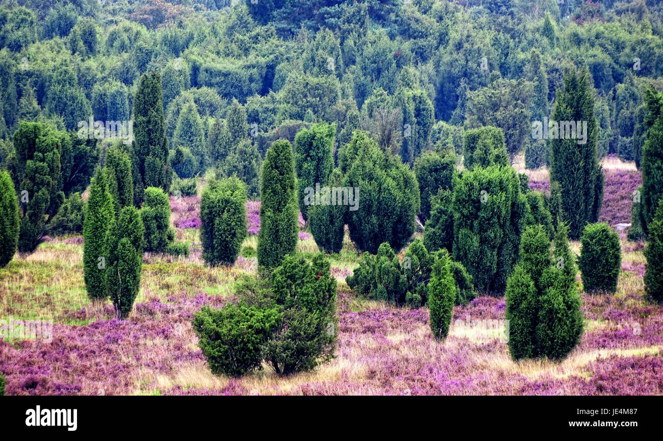 Stinted hi-res stock photography and images - Alamy