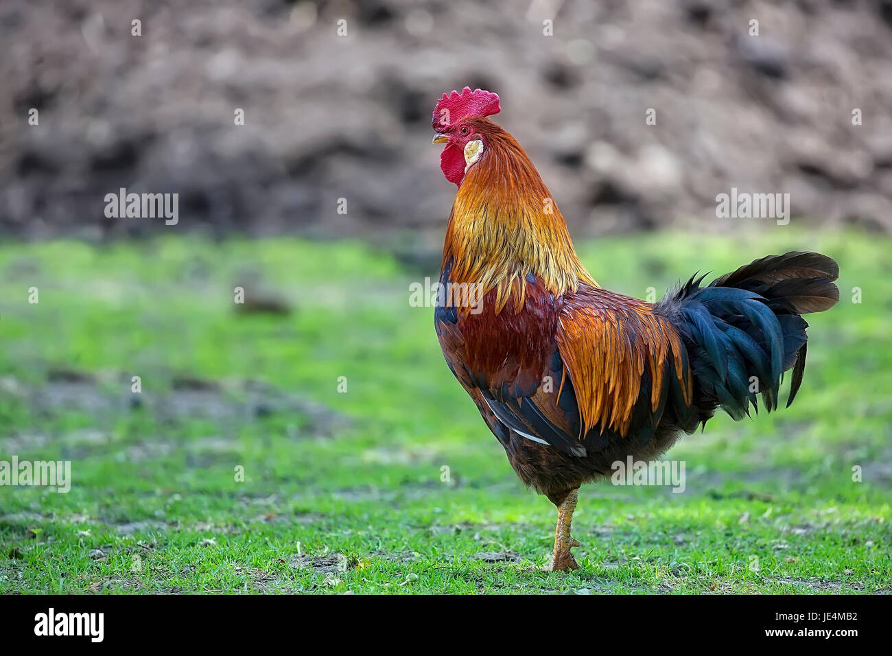 Rooster on the farm Stock Photo - Alamy