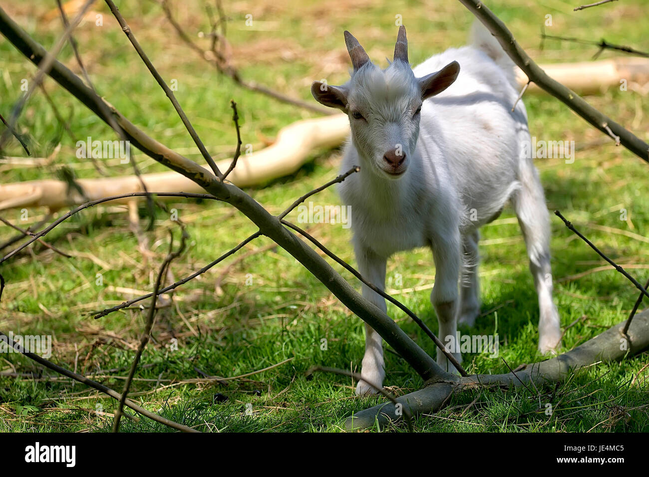 White goat in a clearing Stock Photo - Alamy
