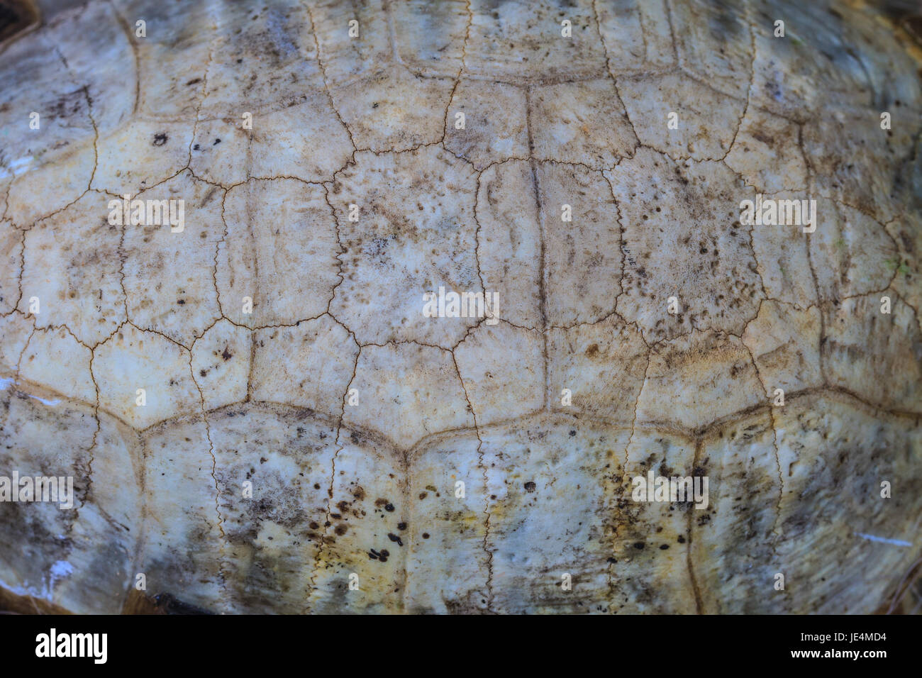 Texture of Turtle carapace death Stock Photo - Alamy