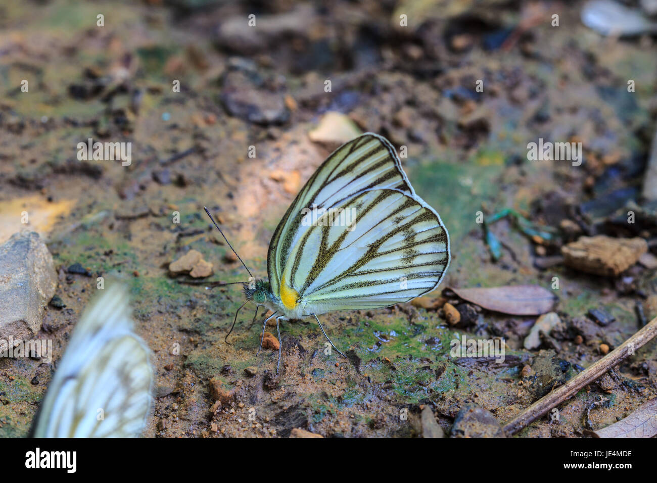 Beautiful Butterfly on ground in a forest Stock Photo - Alamy