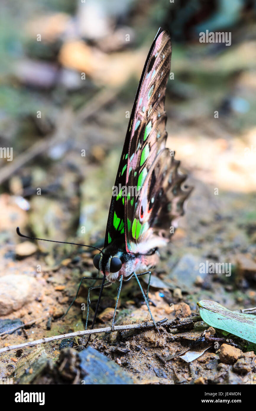 Beautiful Butterfly on ground in a forest Stock Photo - Alamy