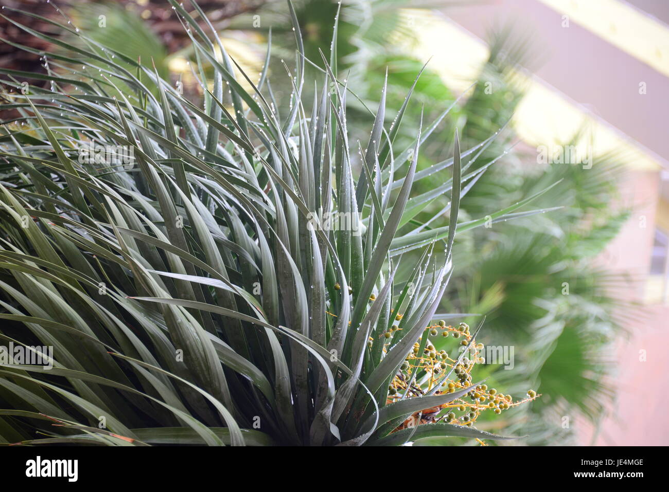 spring flowers - fresh shoots Stock Photo - Alamy