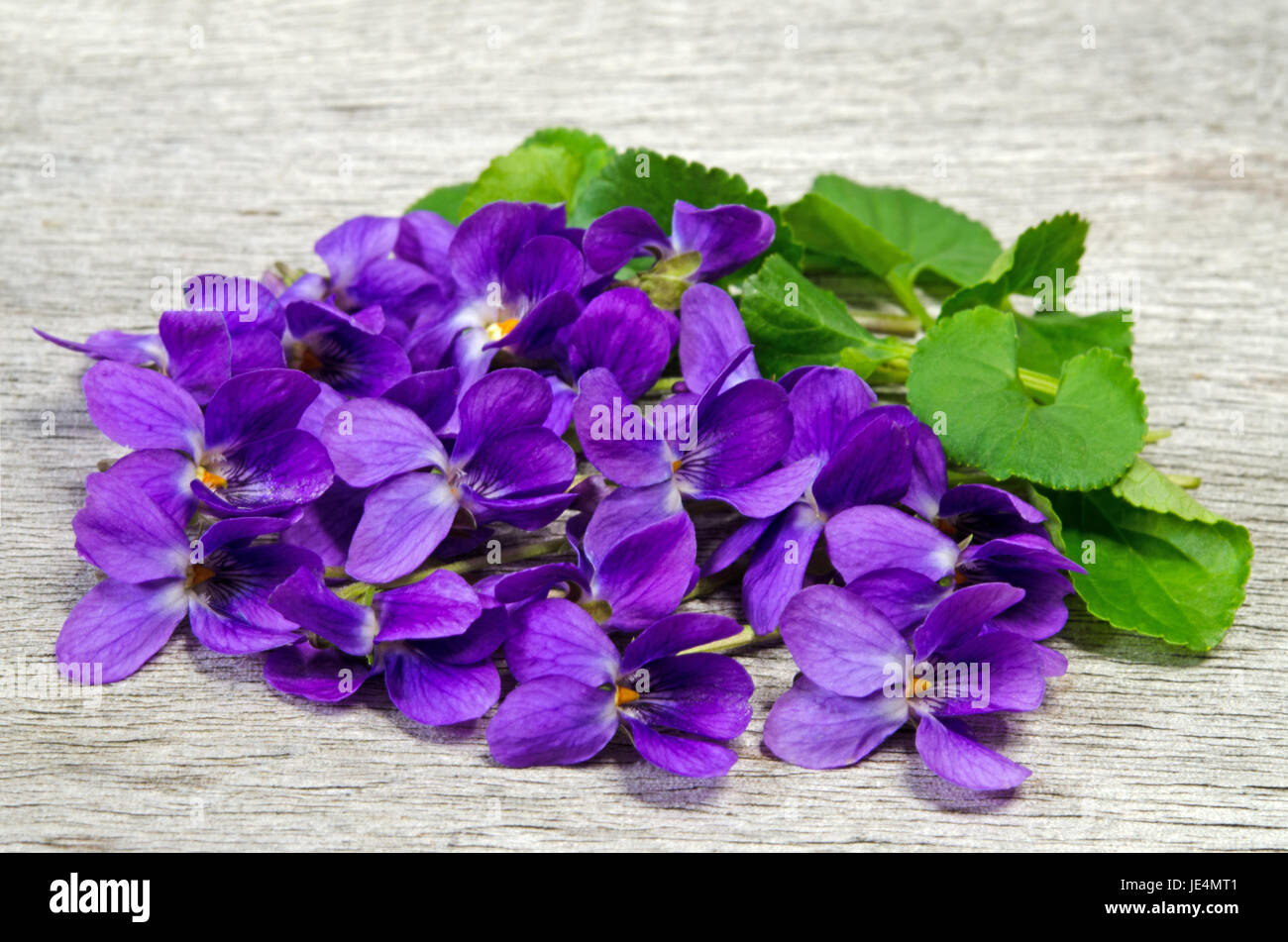 Violet grove hi-res stock photography and images - Alamy