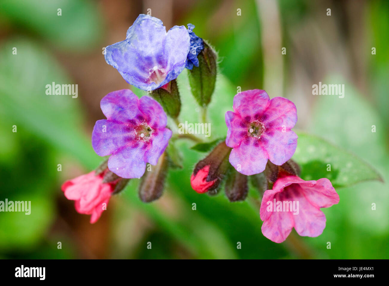 The close-up of the flower of the lungwort, Pulmonaria officinalis ...