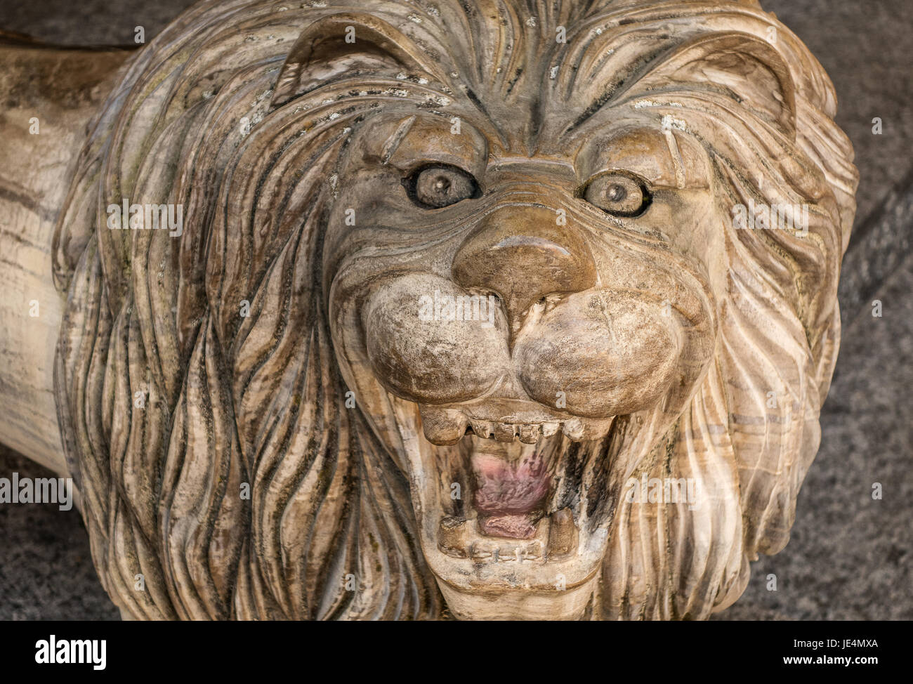 Lion peeking hi-res stock photography and images - Alamy
