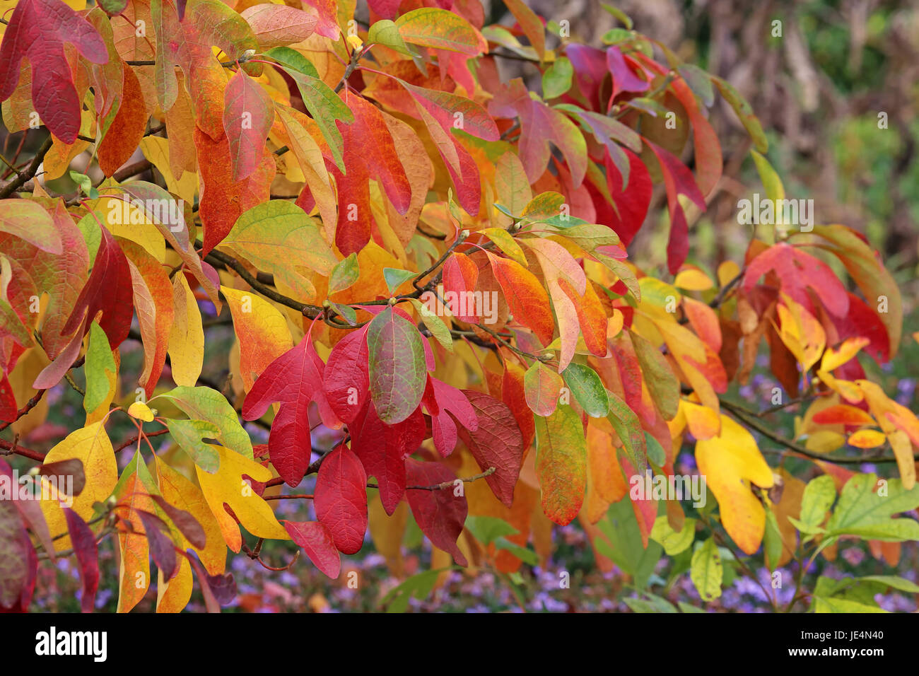 american fever tree in autumn foliage Stock Photo - Alamy