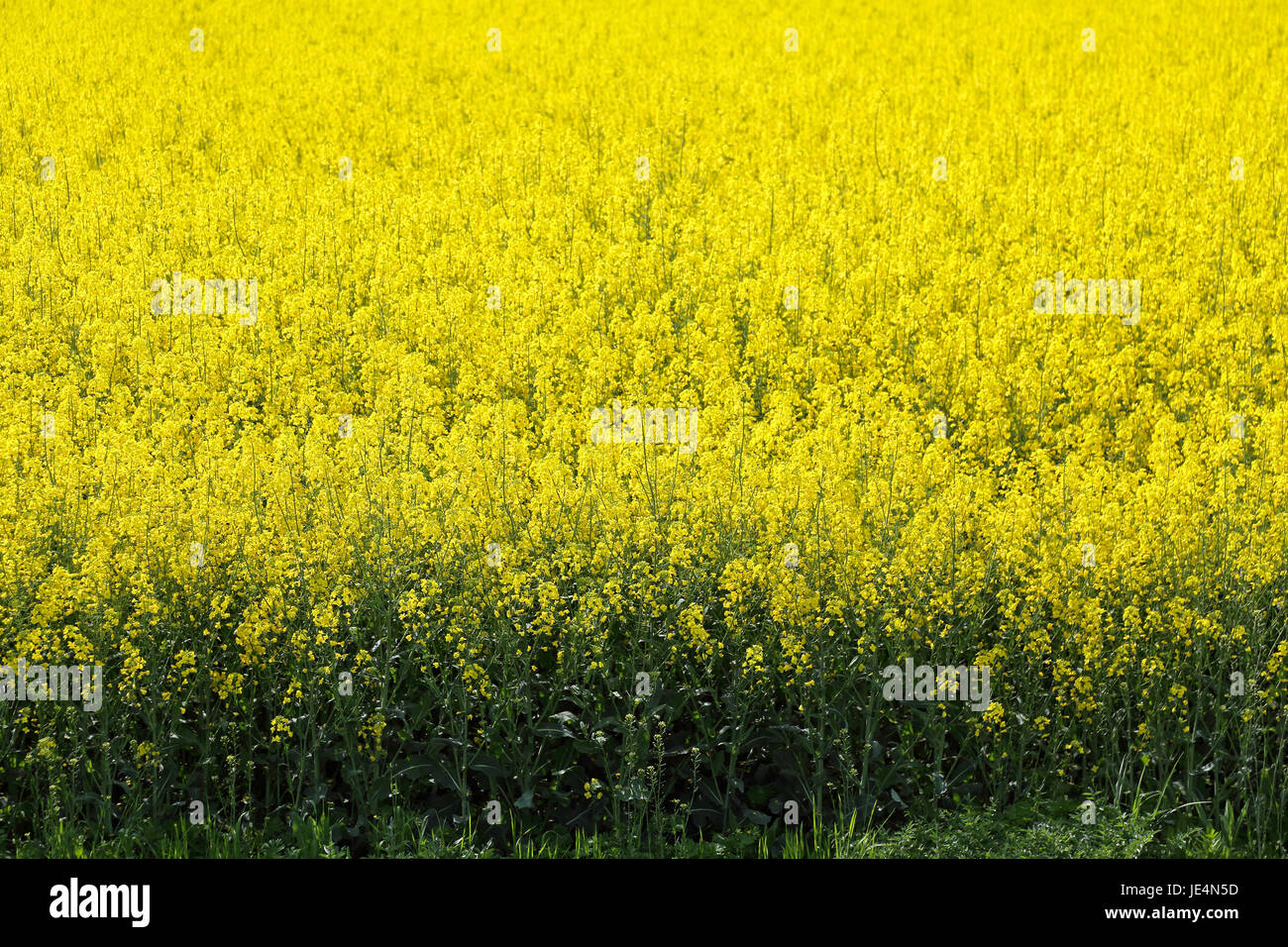 Fields of yellow canola flowering Stock Photo - Alamy