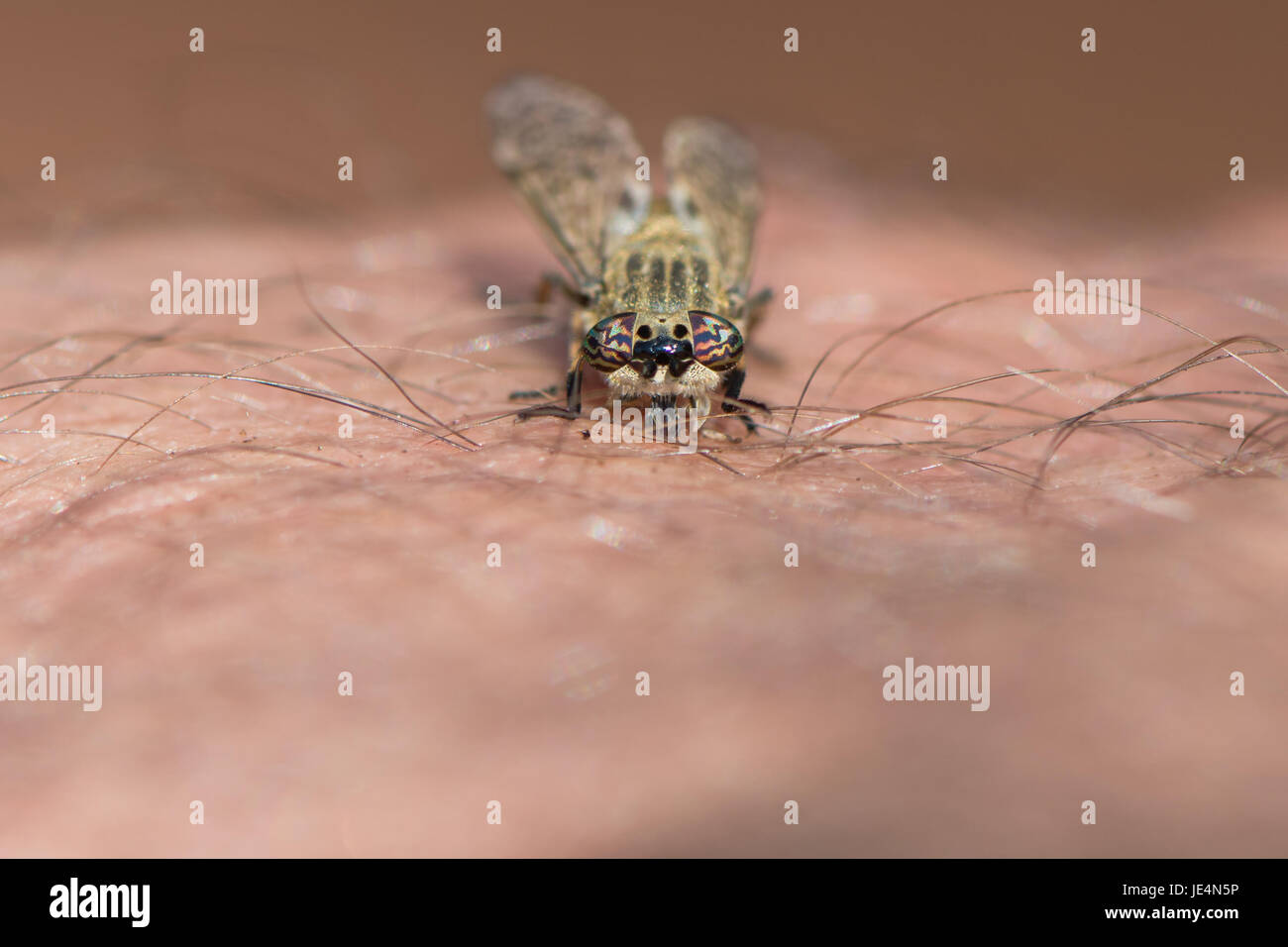 Horsefly bite hi-res stock photography and images - Alamy