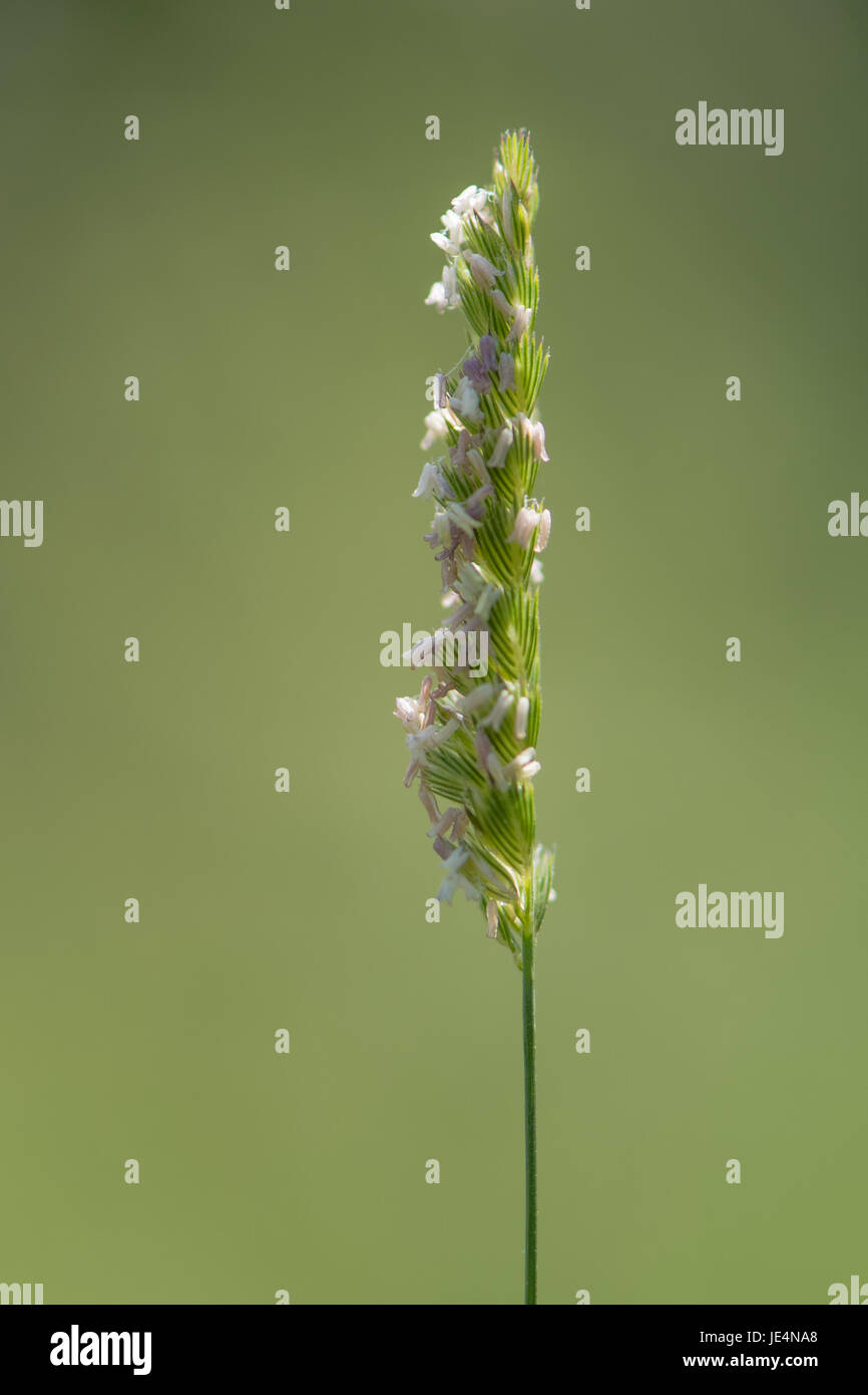 Crested dogs tail grass hi-res stock photography and images - Alamy