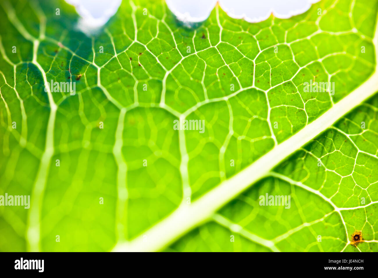 Close up of the bright green leaf in the sunshine Stock Photo - Alamy