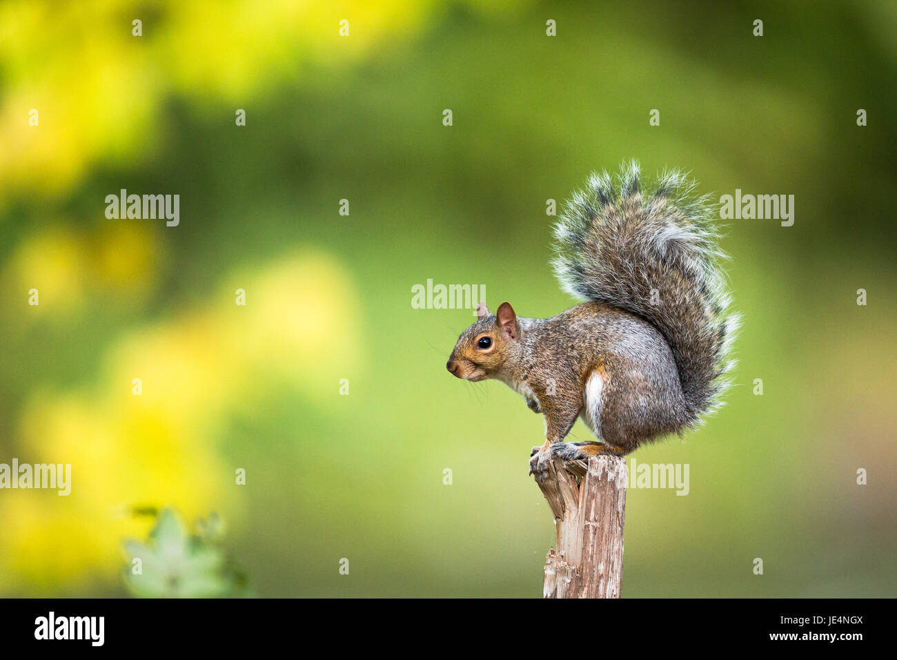 Eastern Grey Squirrel (Sciurus carolinensis Stock Photo - Alamy
