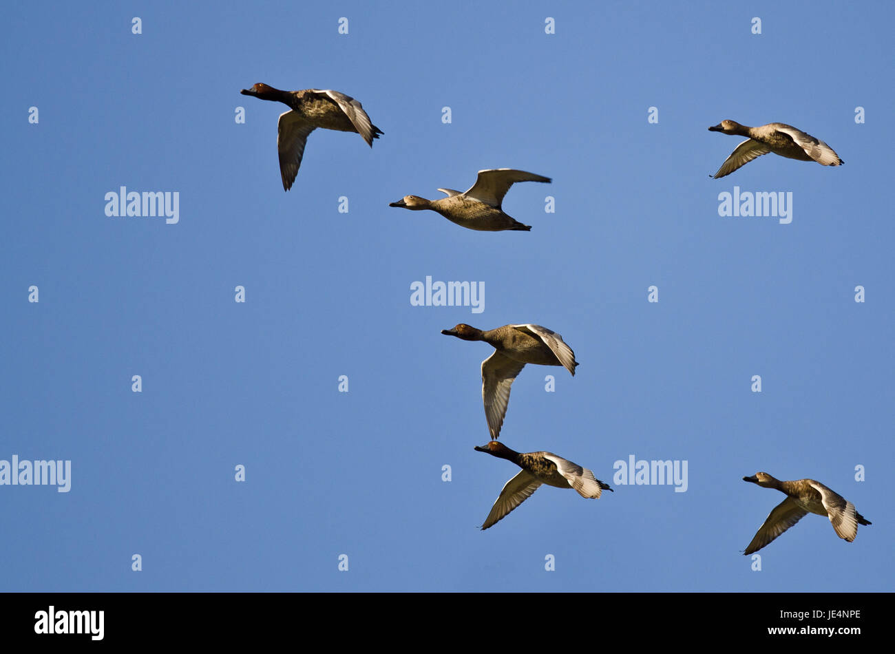 Redhead duck flying hi-res stock photography and images - Alamy