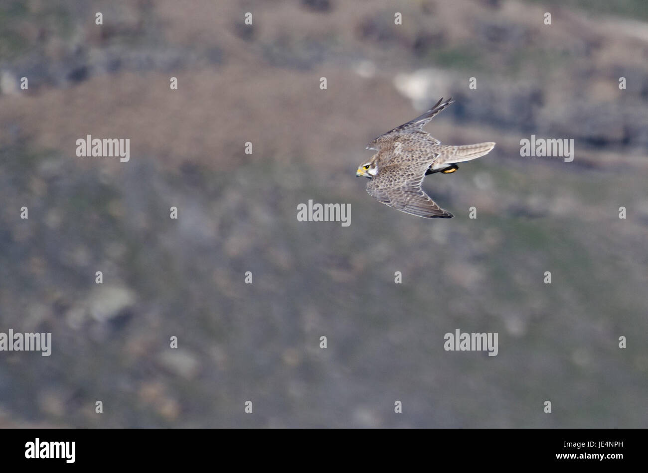 Prairie falcon flying hi-res stock photography and images - Alamy