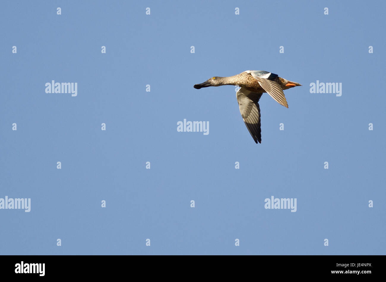 Female northern shoveler in flight hi-res stock photography and images ...