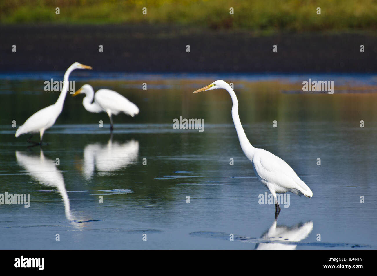 Three Great Egrets Hunting for Fish Stock Photo - Alamy