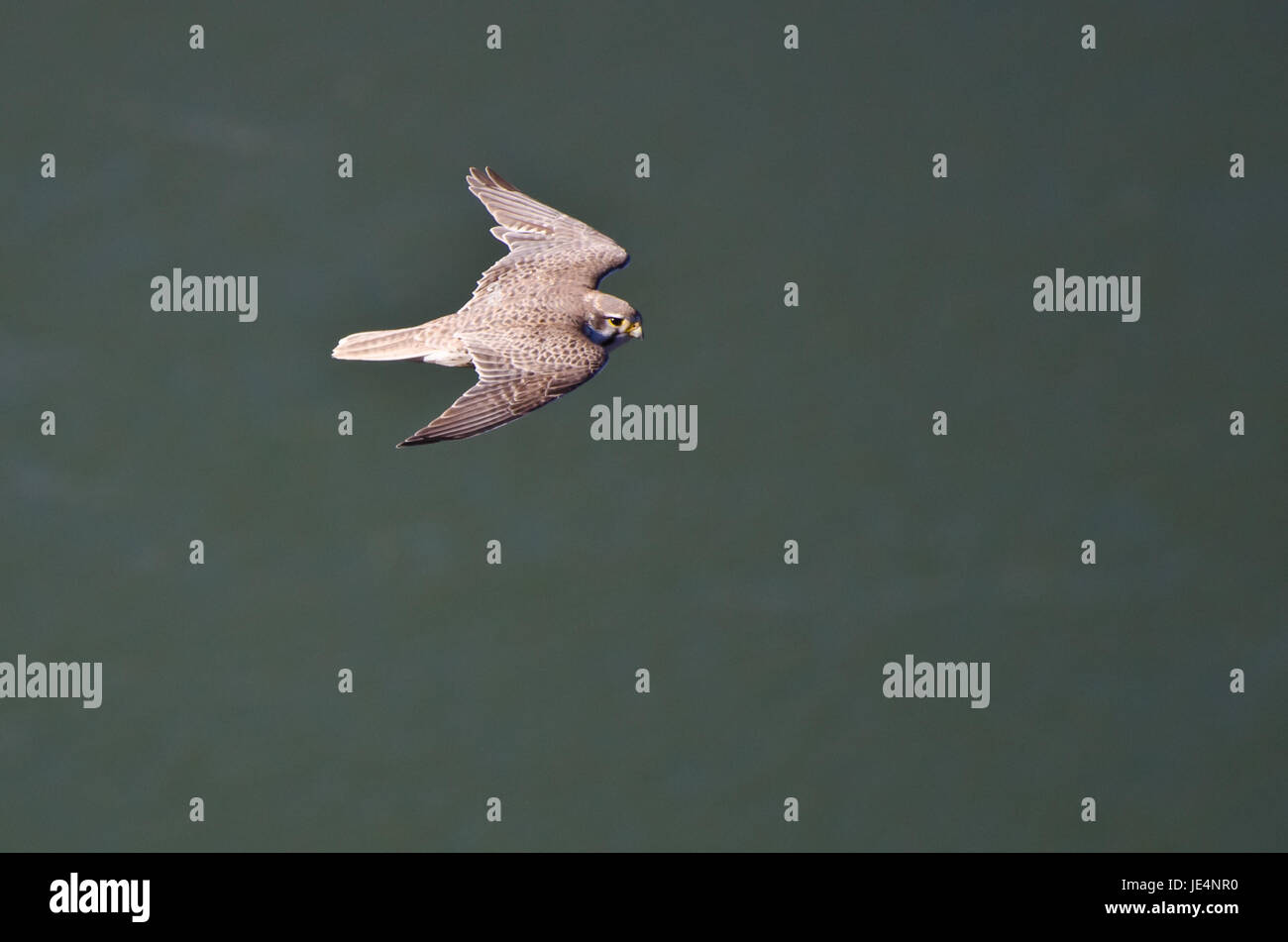 Prairie falcon flying hi-res stock photography and images - Alamy