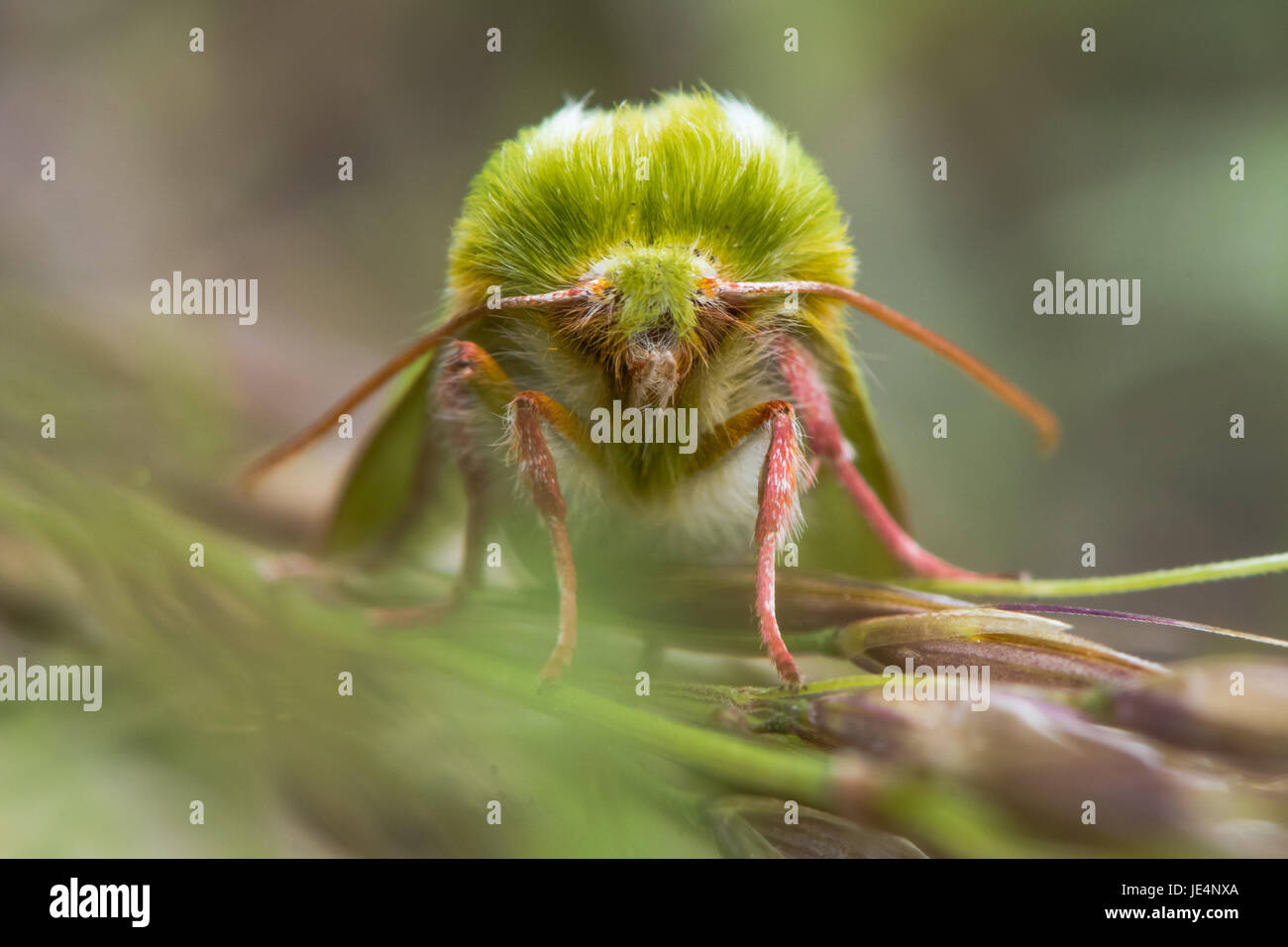 Green moth hi-res stock photography and images - Alamy