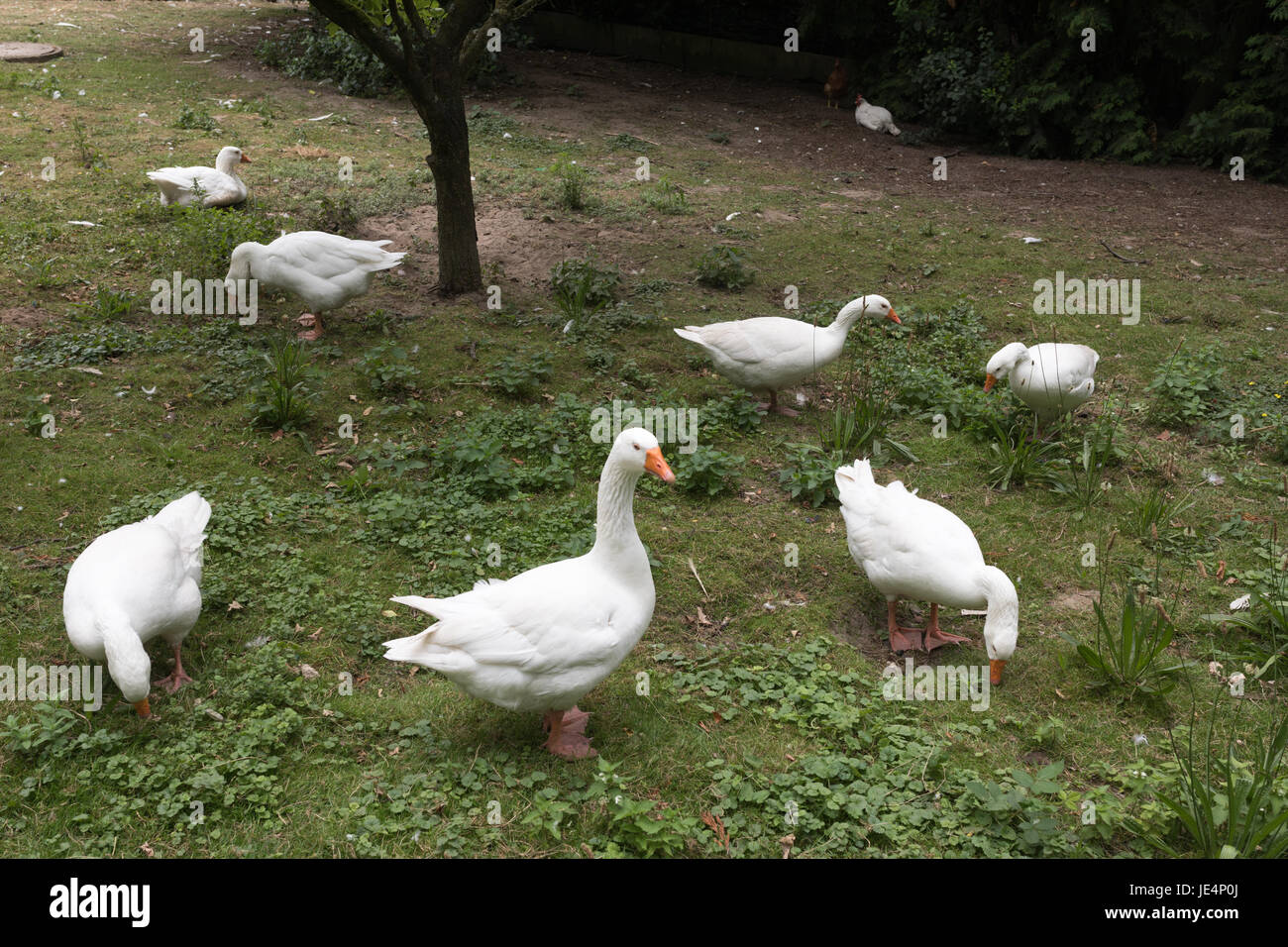 Geese of europe hi-res stock photography and images - Alamy