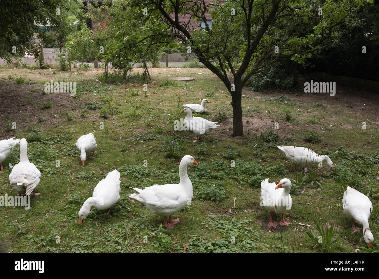 German geese hi-res stock photography and images - Alamy