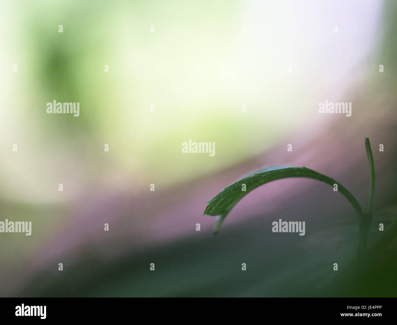 Bent sheet hi-res stock photography and images - Alamy