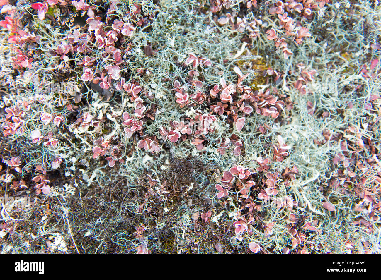 Arctic vegetation on Greenland in summer with lichen, moss, dwarf birch ...