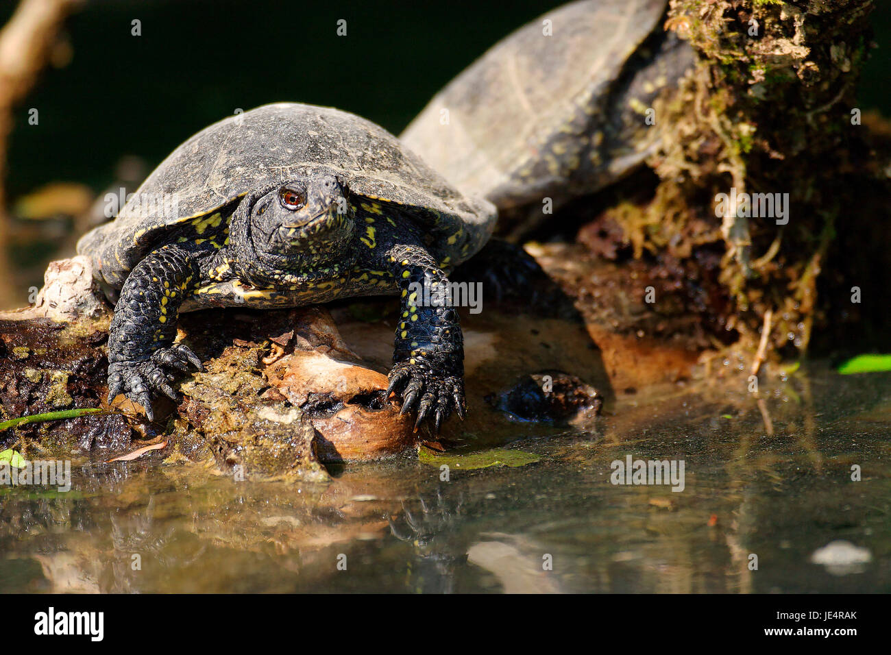 Turtle raft hi-res stock photography and images - Alamy