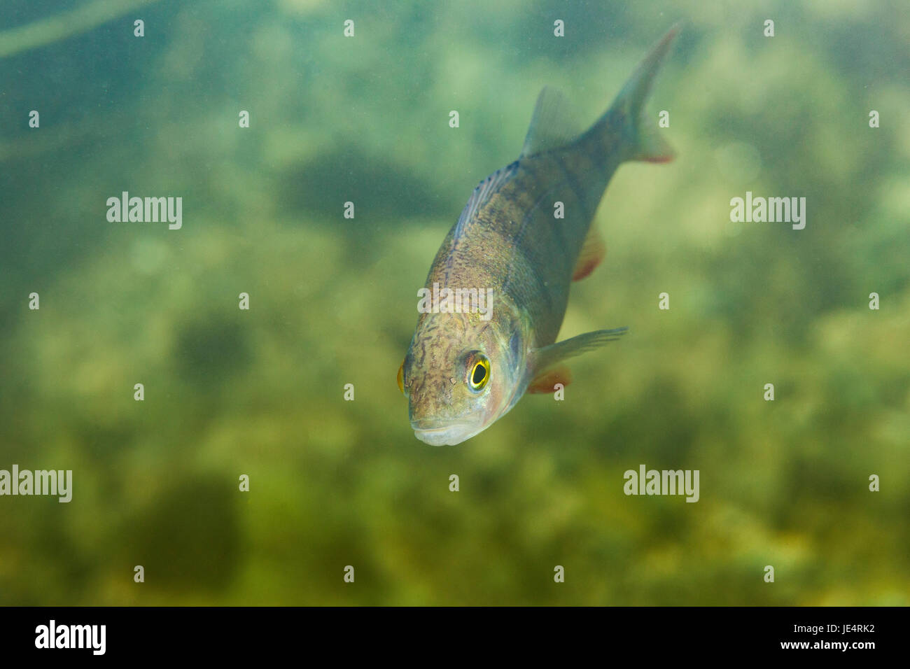common perch from Mrežnica River, Croatia Stock Photo - Alamy