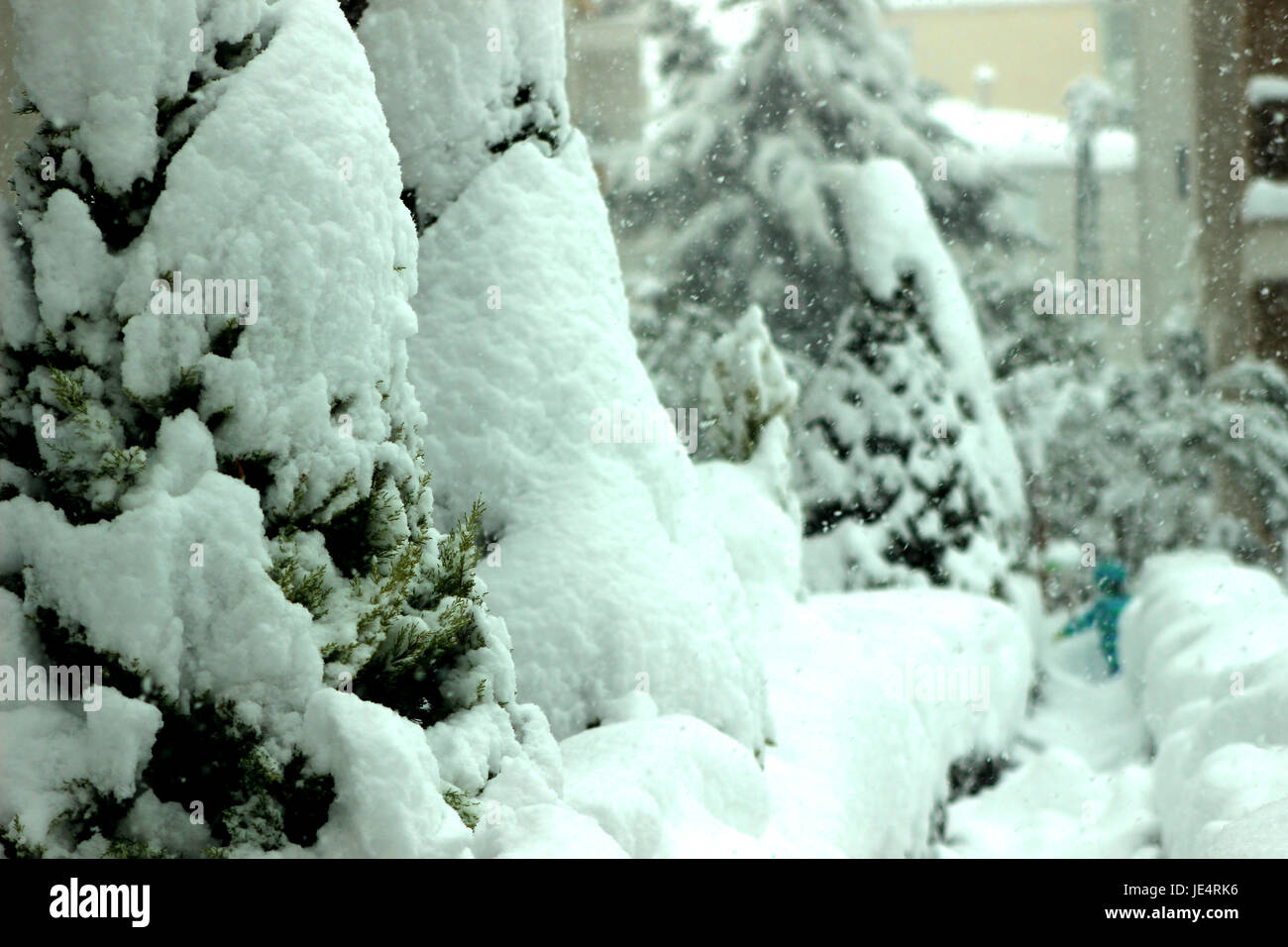 winter cold tree garden green detail snow Stock Photo - Alamy