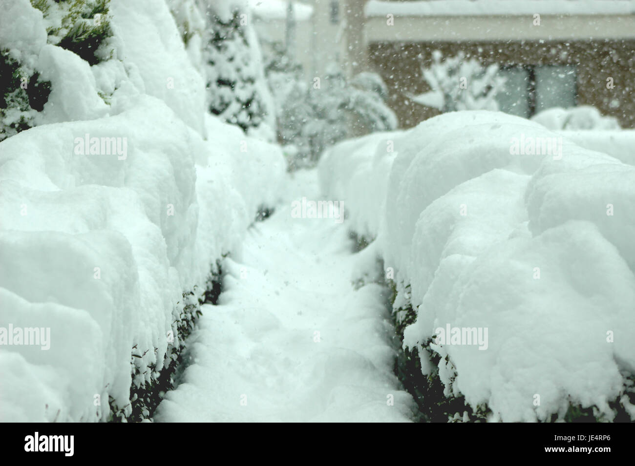 bit cold snowy day photo taken in the garden Stock Photo - Alamy