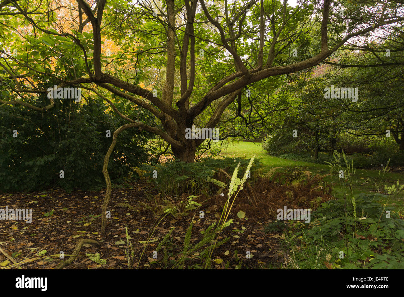 An autumn landscape in a forest in Kiel Stock Photo - Alamy