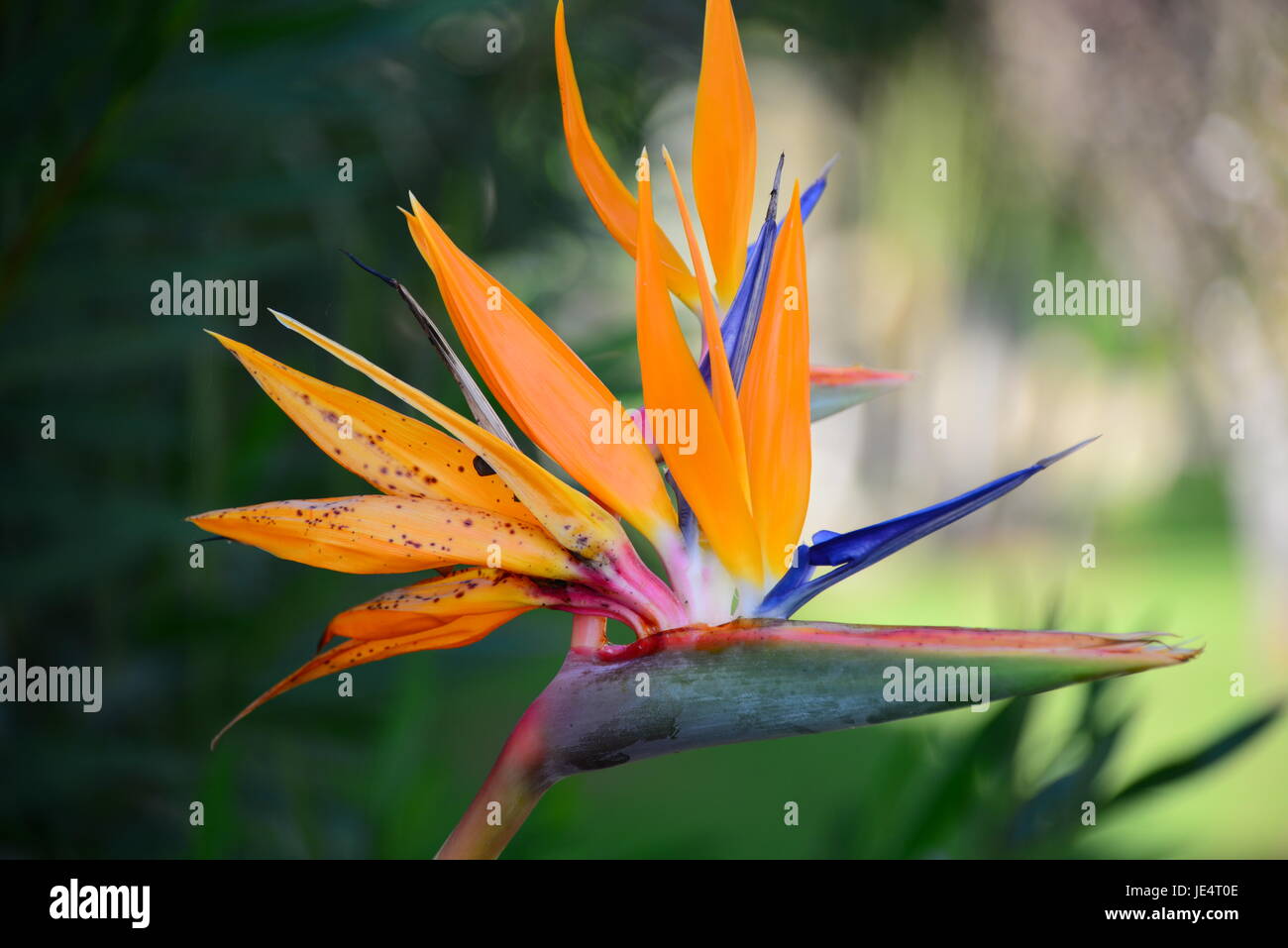 Paradisvogelblume hi-res stock photography and images - Alamy