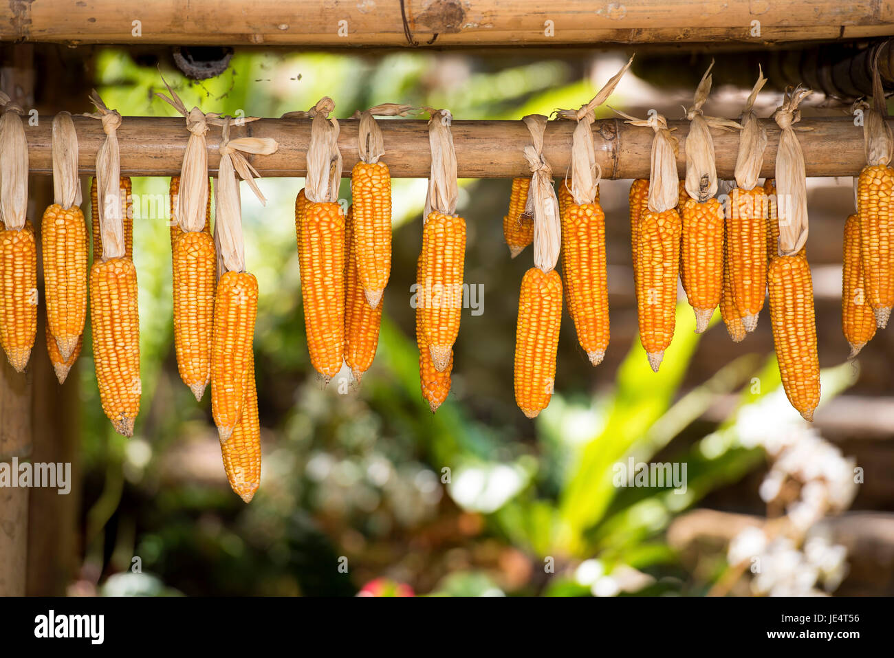 Dried corn cobs hi-res stock photography and images - Alamy