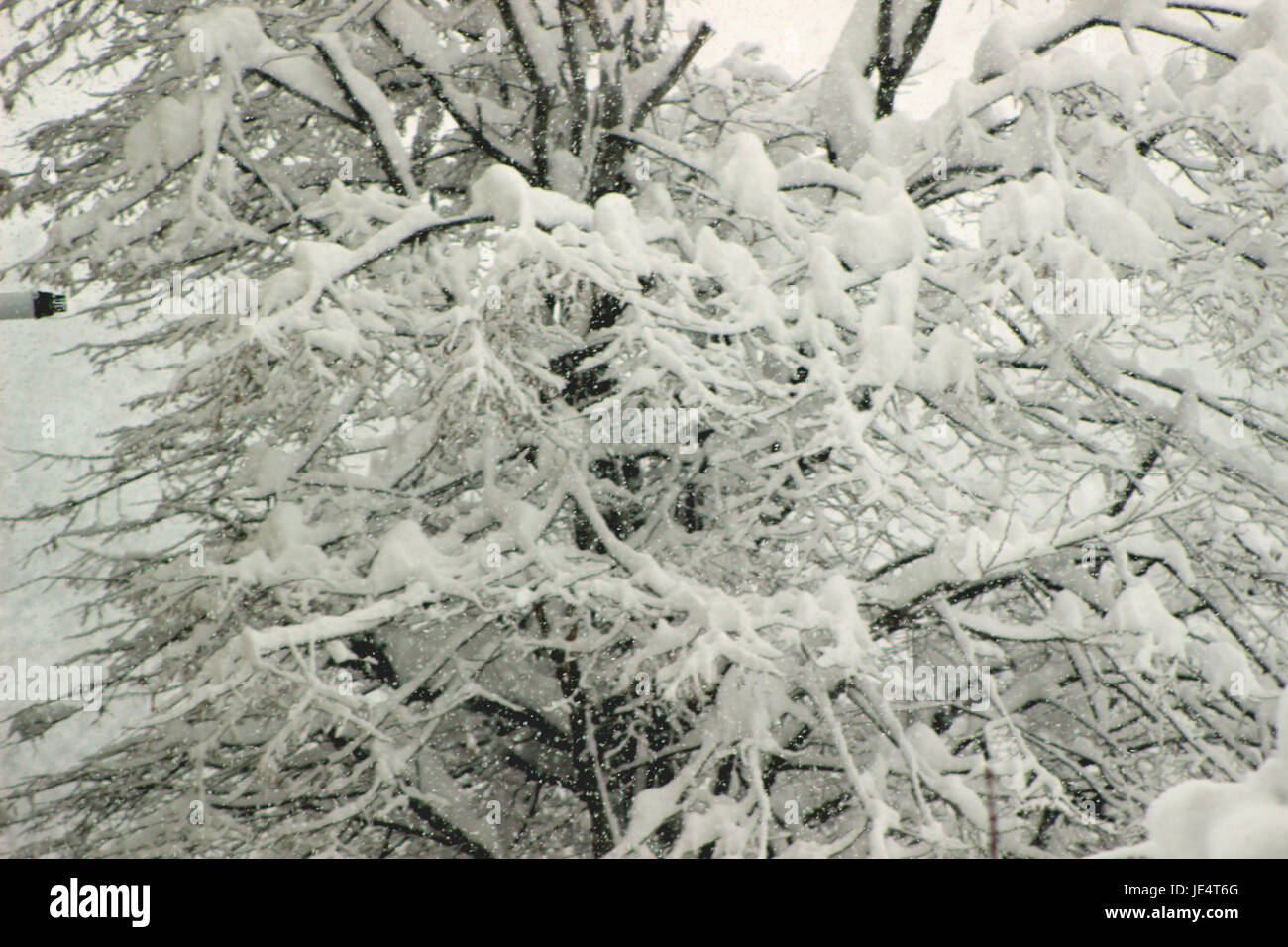 icy tree branches Stock Photo - Alamy