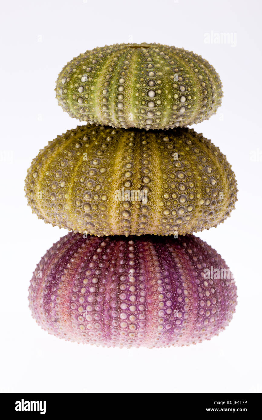 some seashell of sea urchin isolated on white background Stock Photo ...