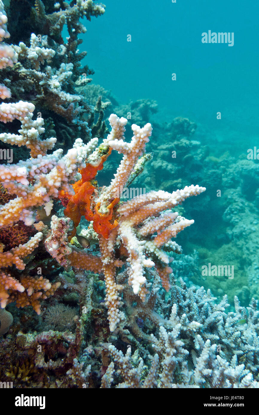 coral reef with sea sponge at the bottom of tropical sea on blue water ...