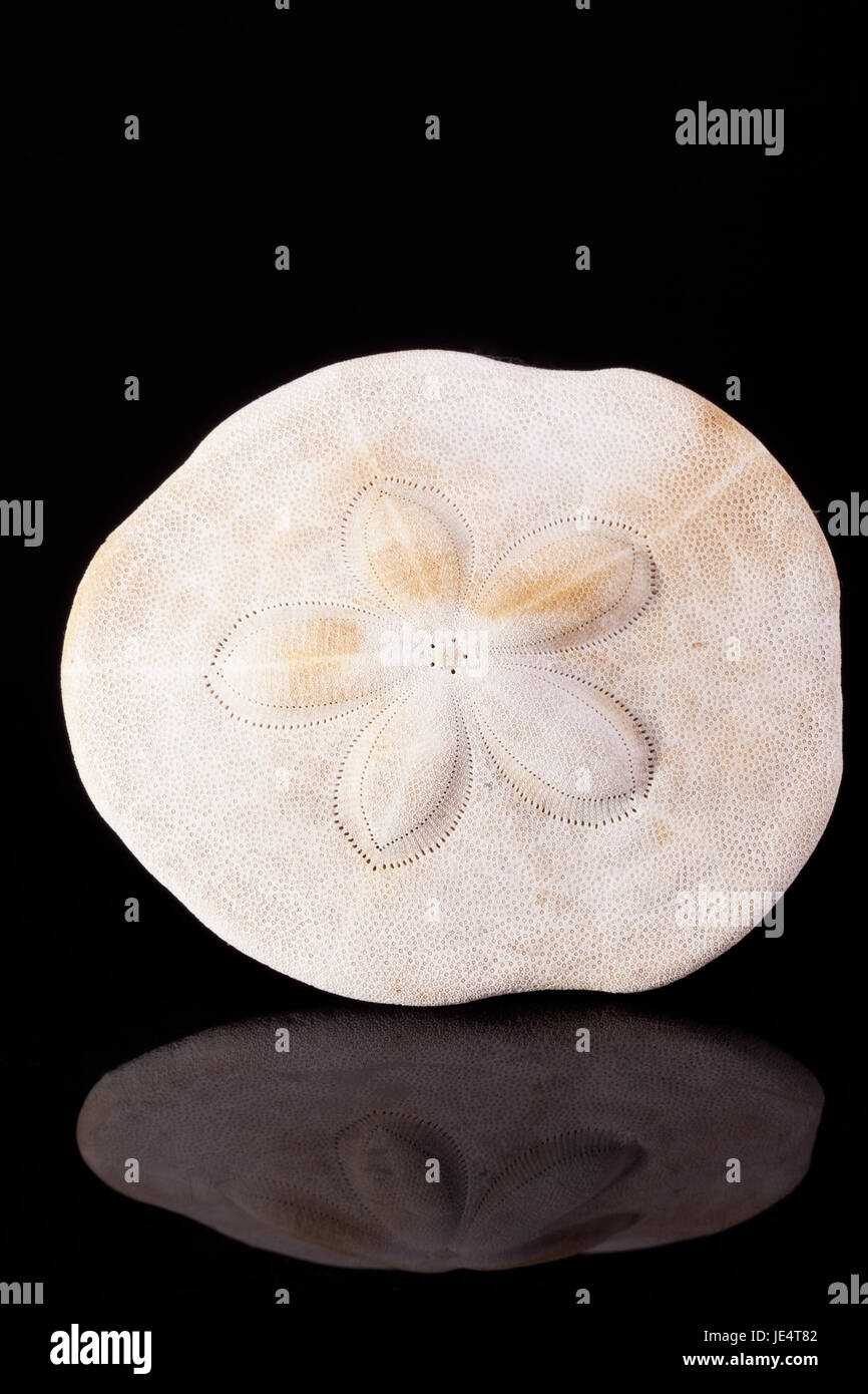 seashell of armor of the sea urchin on black background macro Stock ...