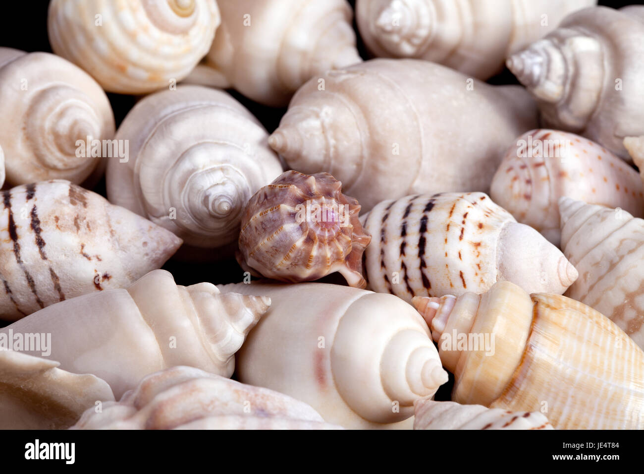 collection of various colorful seashells on white background Stock ...