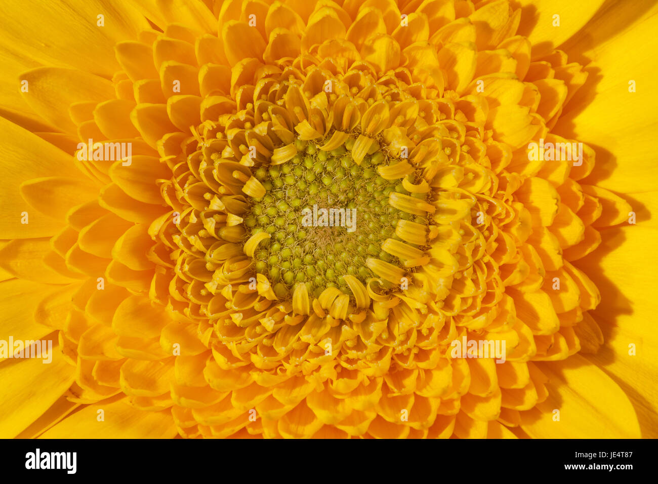 single flower of yellow gerbera macro Stock Photo - Alamy