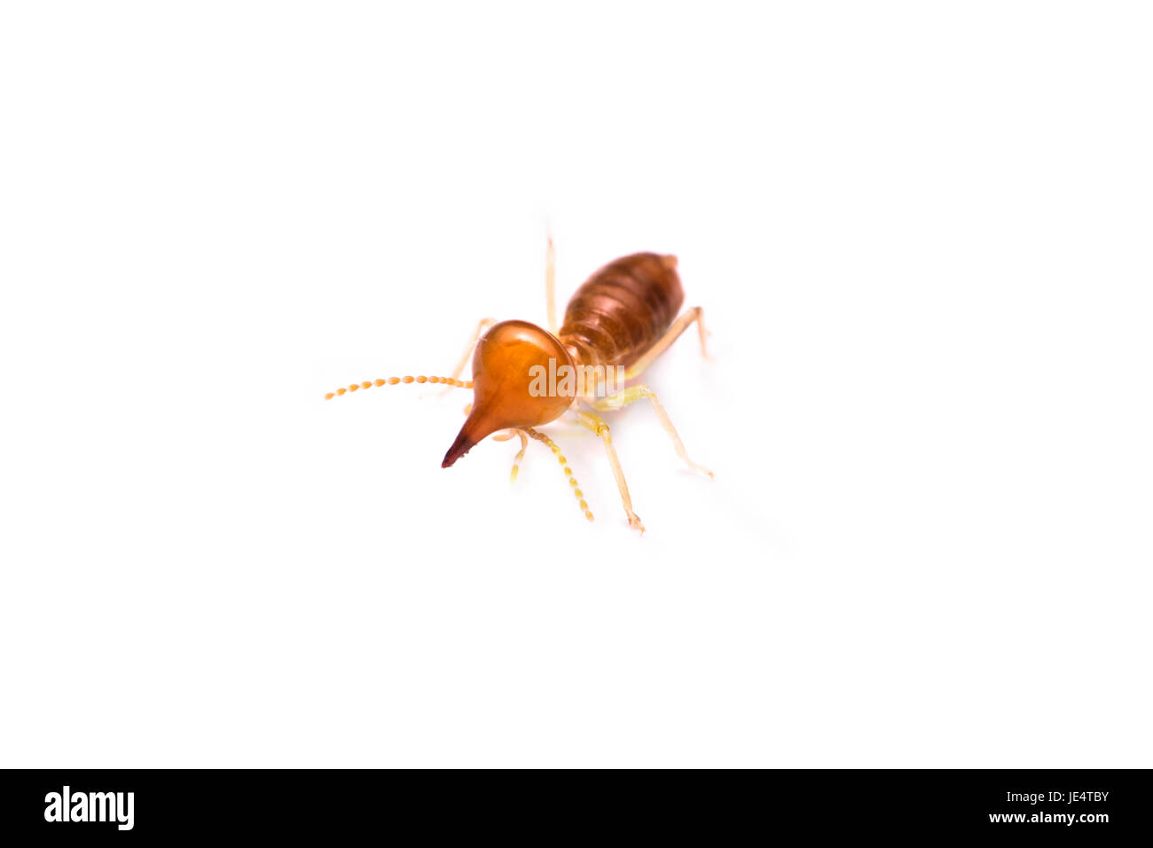 termite on white background Stock Photo - Alamy