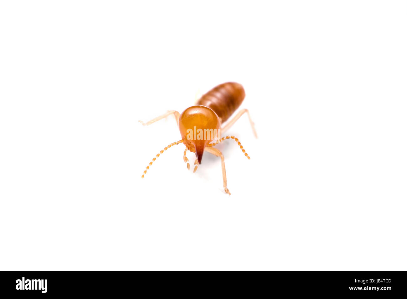 termite on white background Stock Photo - Alamy