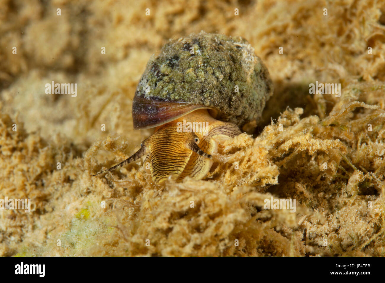 Freshwater snail from Mrežnica River, Croatia Stock Photo - Alamy