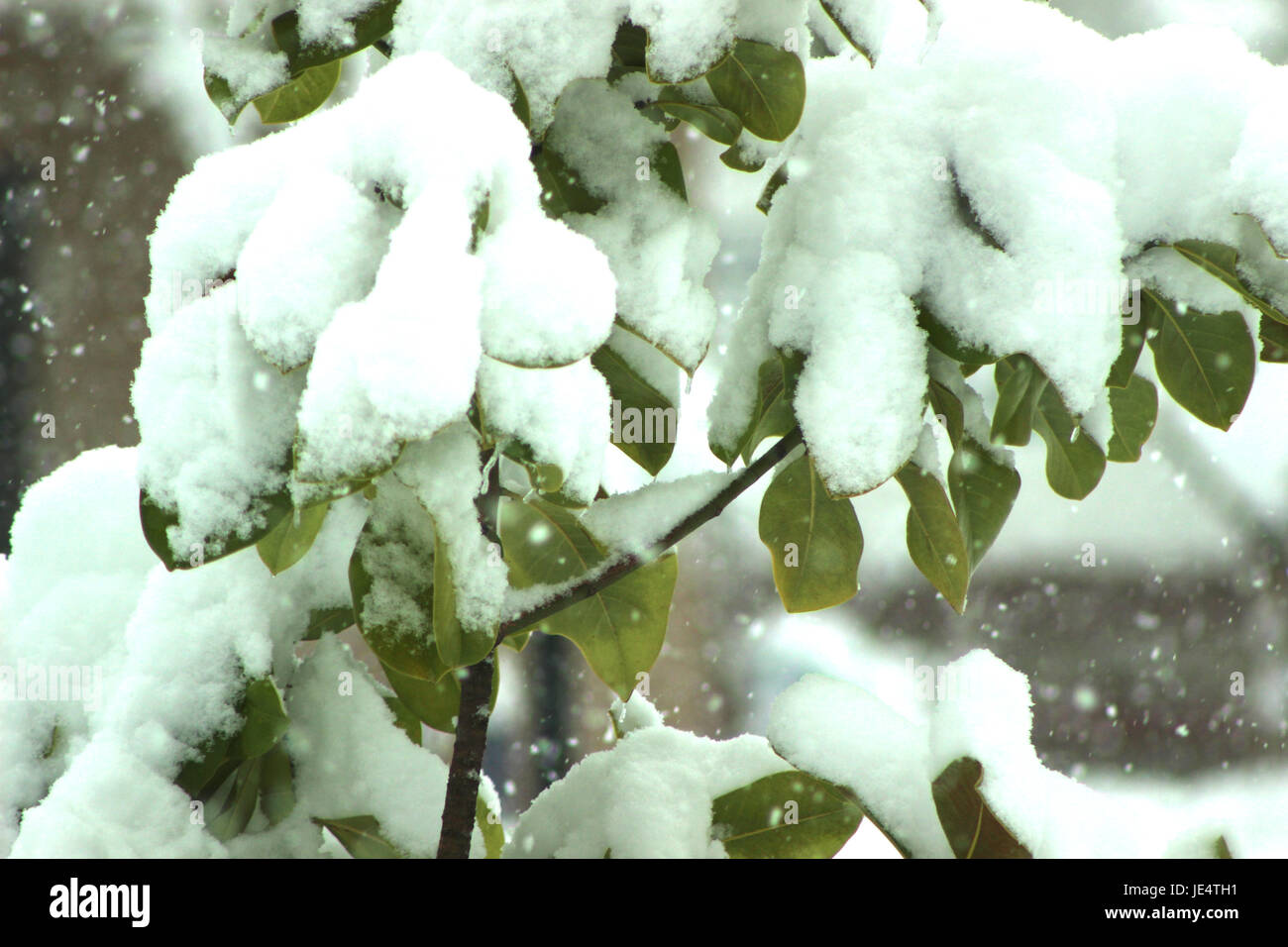 snow tree green winter cold snowflake nature Stock Photo - Alamy