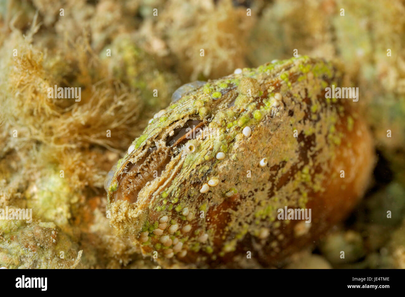 Freshwater shell from Mrežnica River, Croatia Stock Photo - Alamy