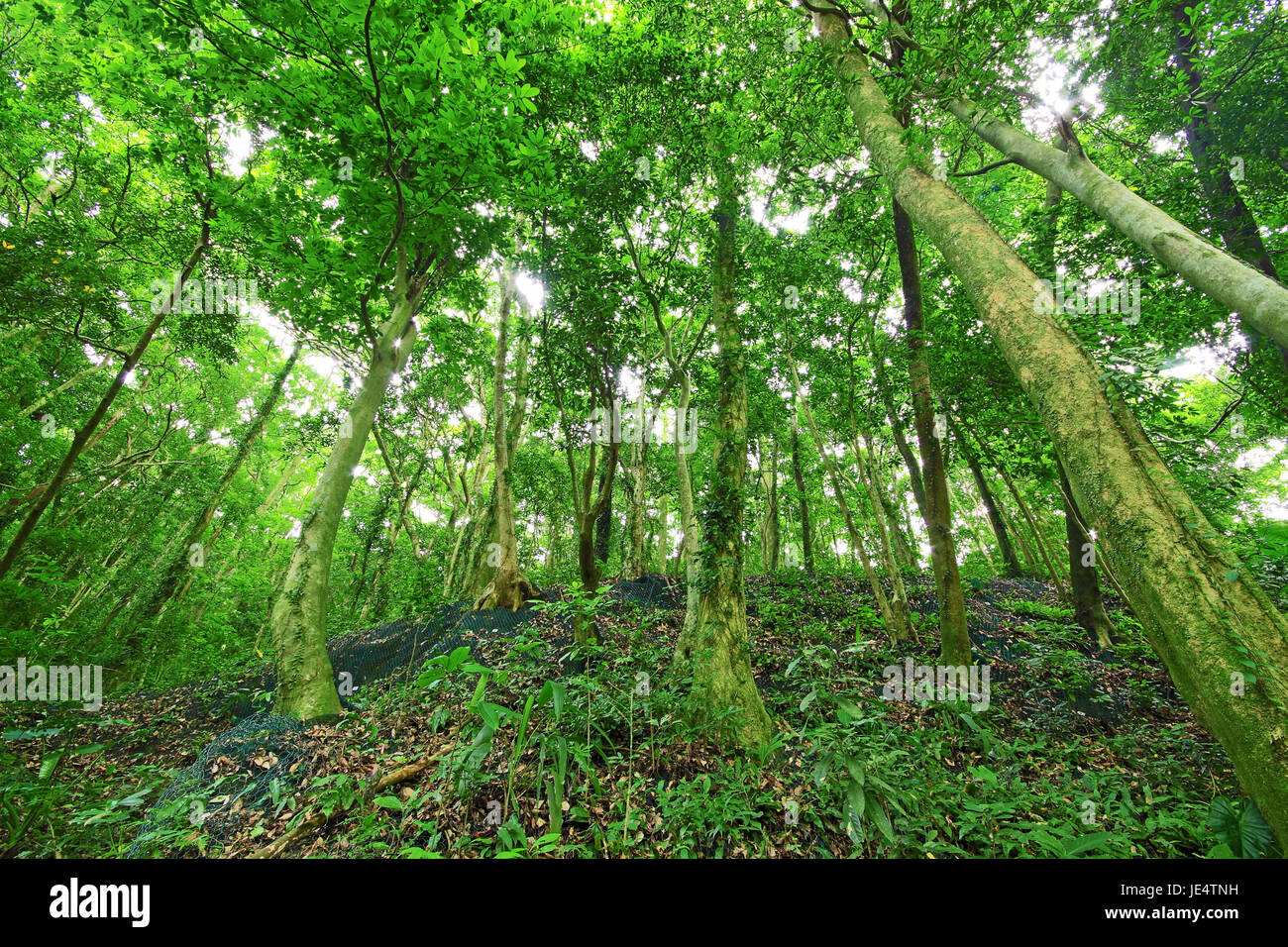 Trees in the forest and Retaining wall Stock Photo - Alamy