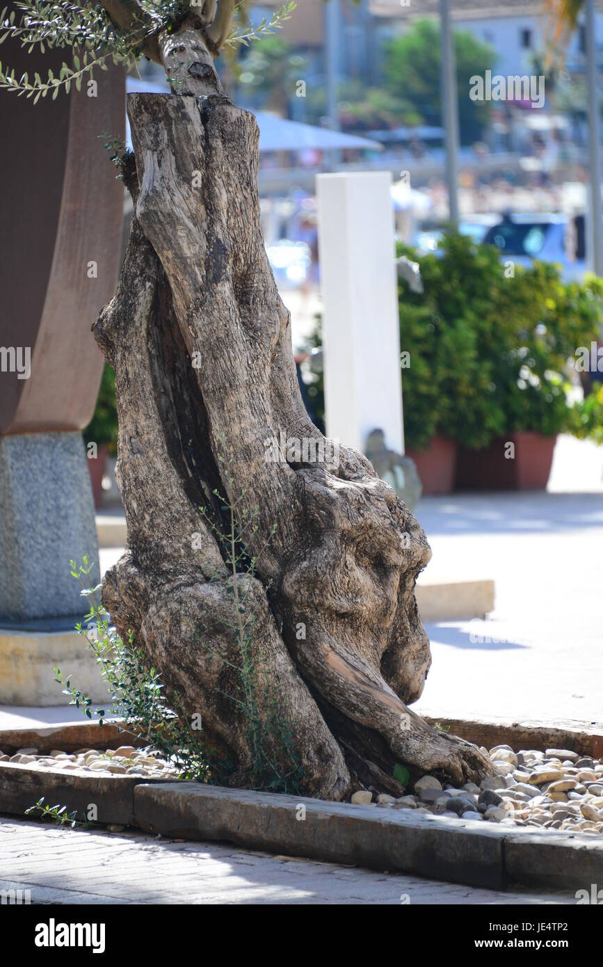 olive - olive tree - majorca - spain Stock Photo - Alamy