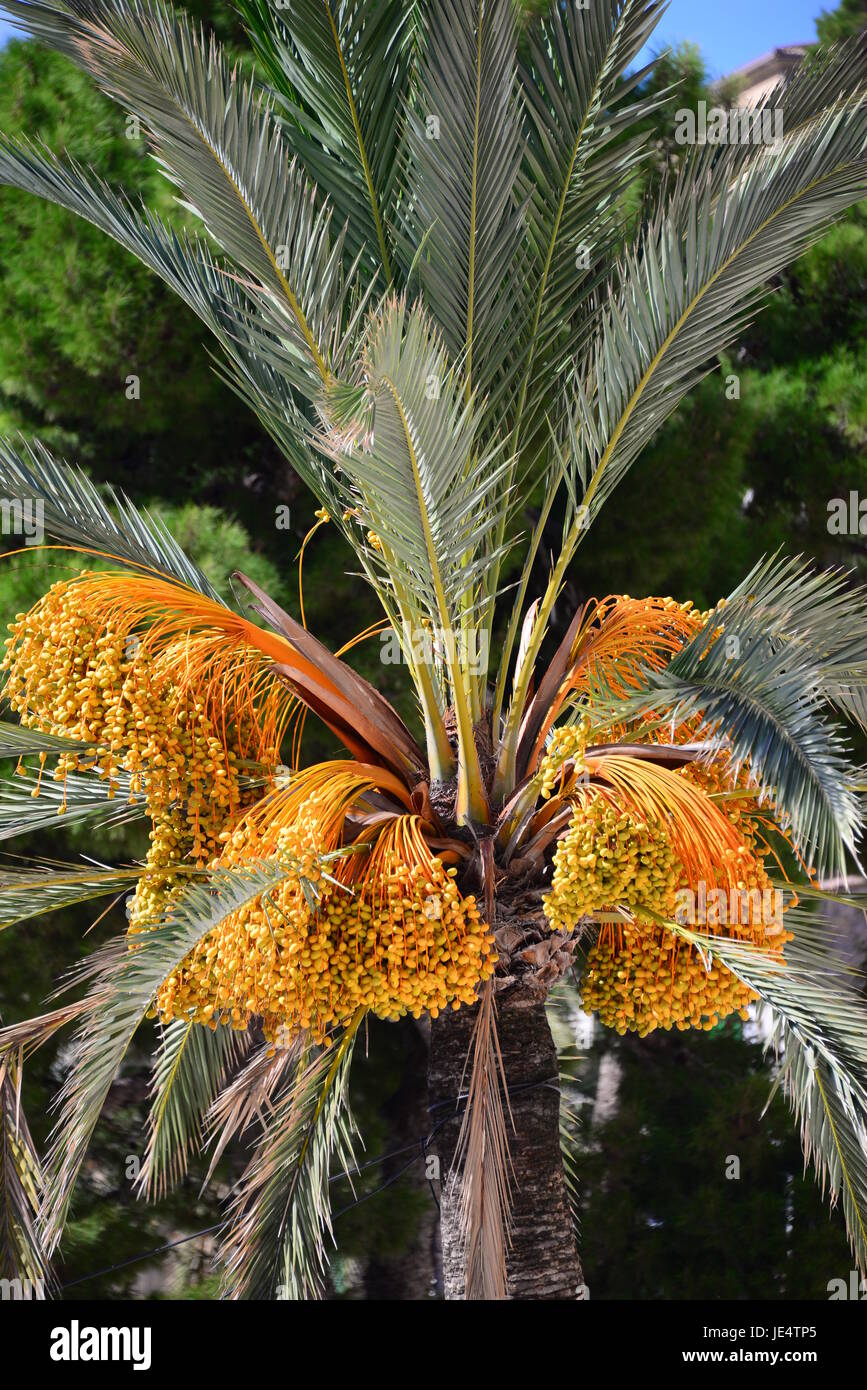 palms in mallorca - soller - spain - balearic Stock Photo - Alamy