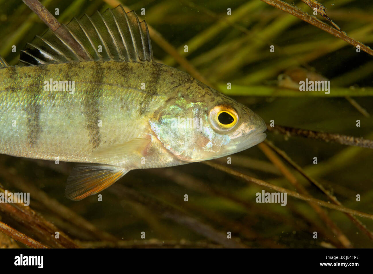 common perch from Mrežnica River, Croatia Stock Photo - Alamy